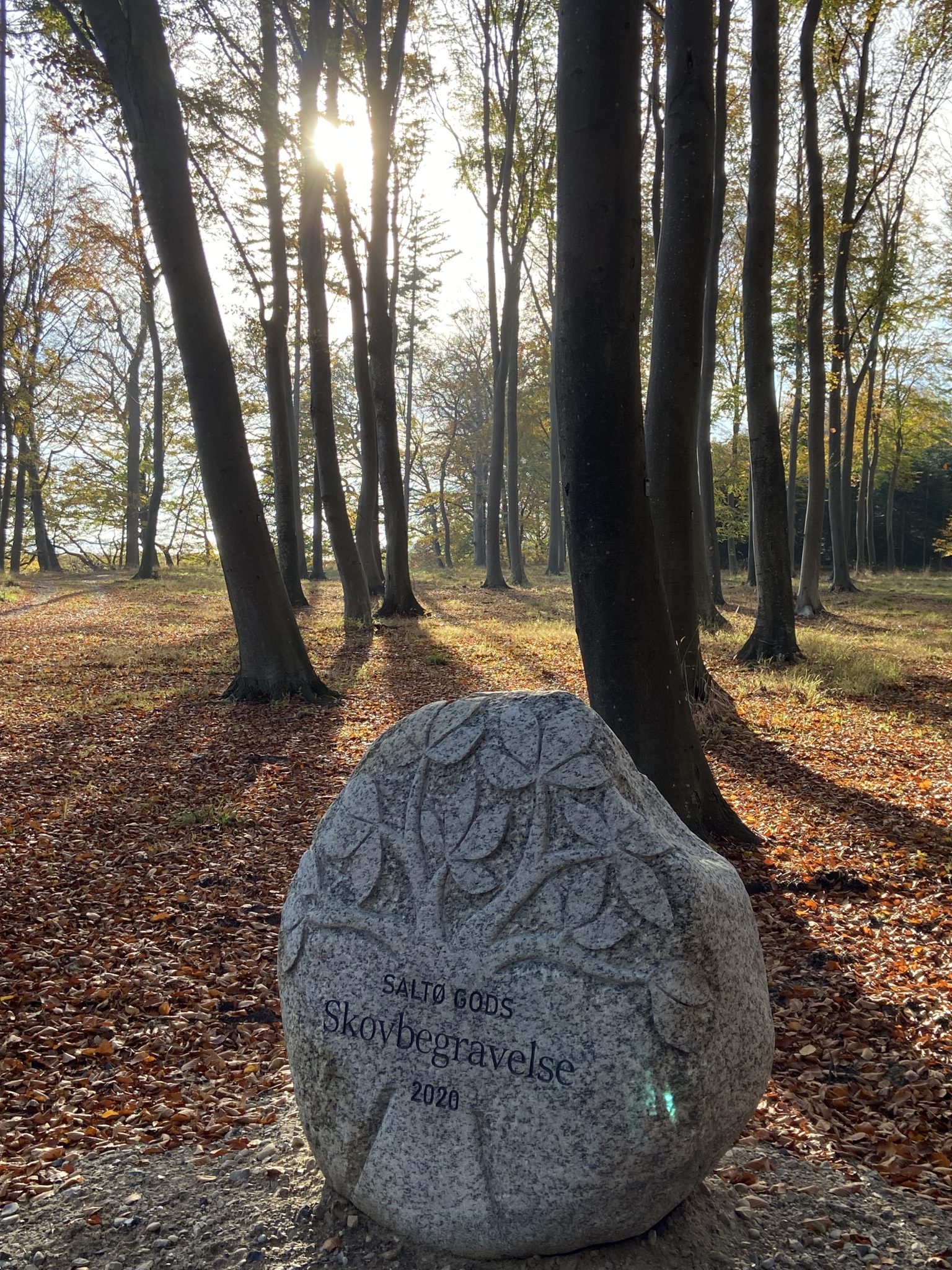 Historien bag Saltø Skovbegravelsesplads | Skovbegravelse